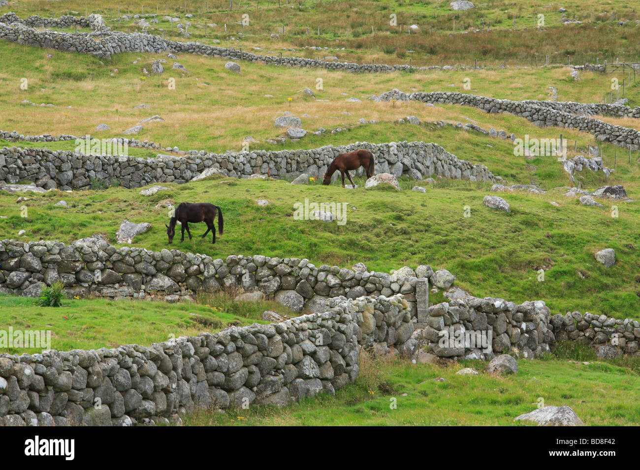 Horses in stonewalled field Donegal Ireland Stock Photo - Alamy