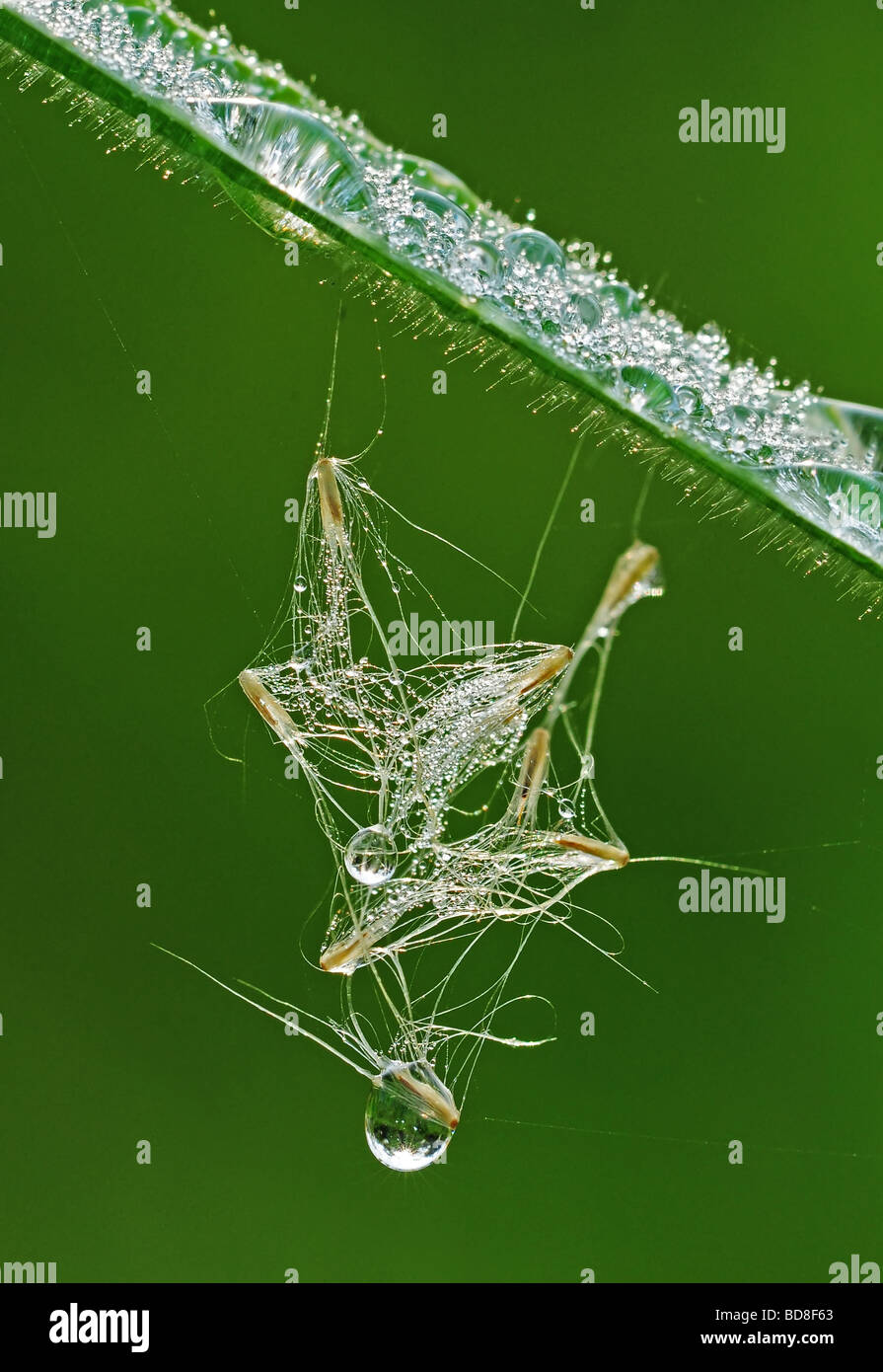 flower seed and dew in the parks Stock Photo - Alamy