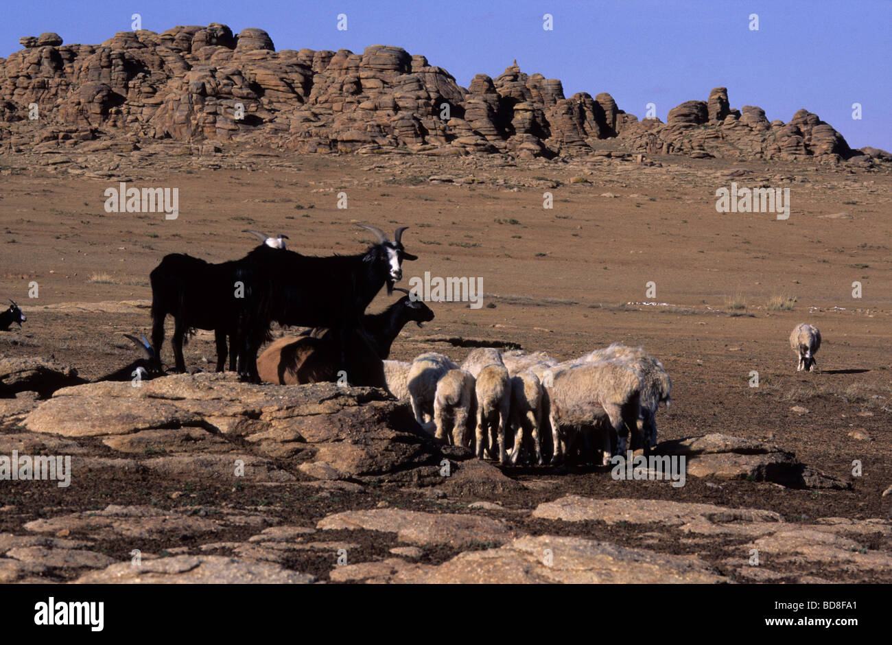 Goats in the Gobi Desert, Baga Gazriin Chuluu, Mongolia Stock Photo - Alamy