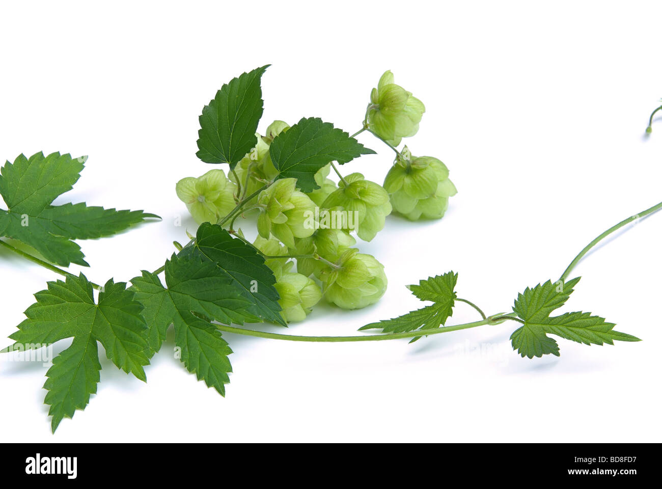 Hopfen hop 12 Stock Photo - Alamy