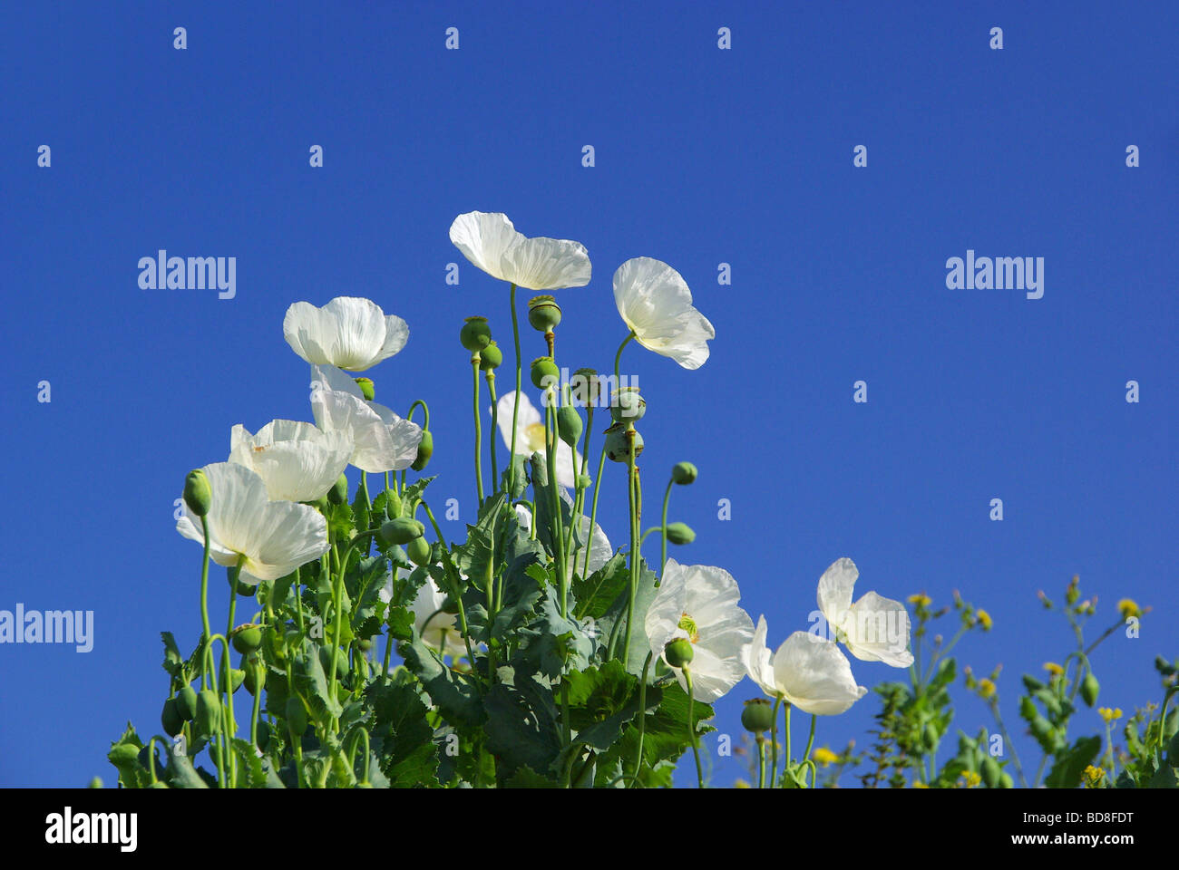 Mohn poppy 30 Stock Photo - Alamy