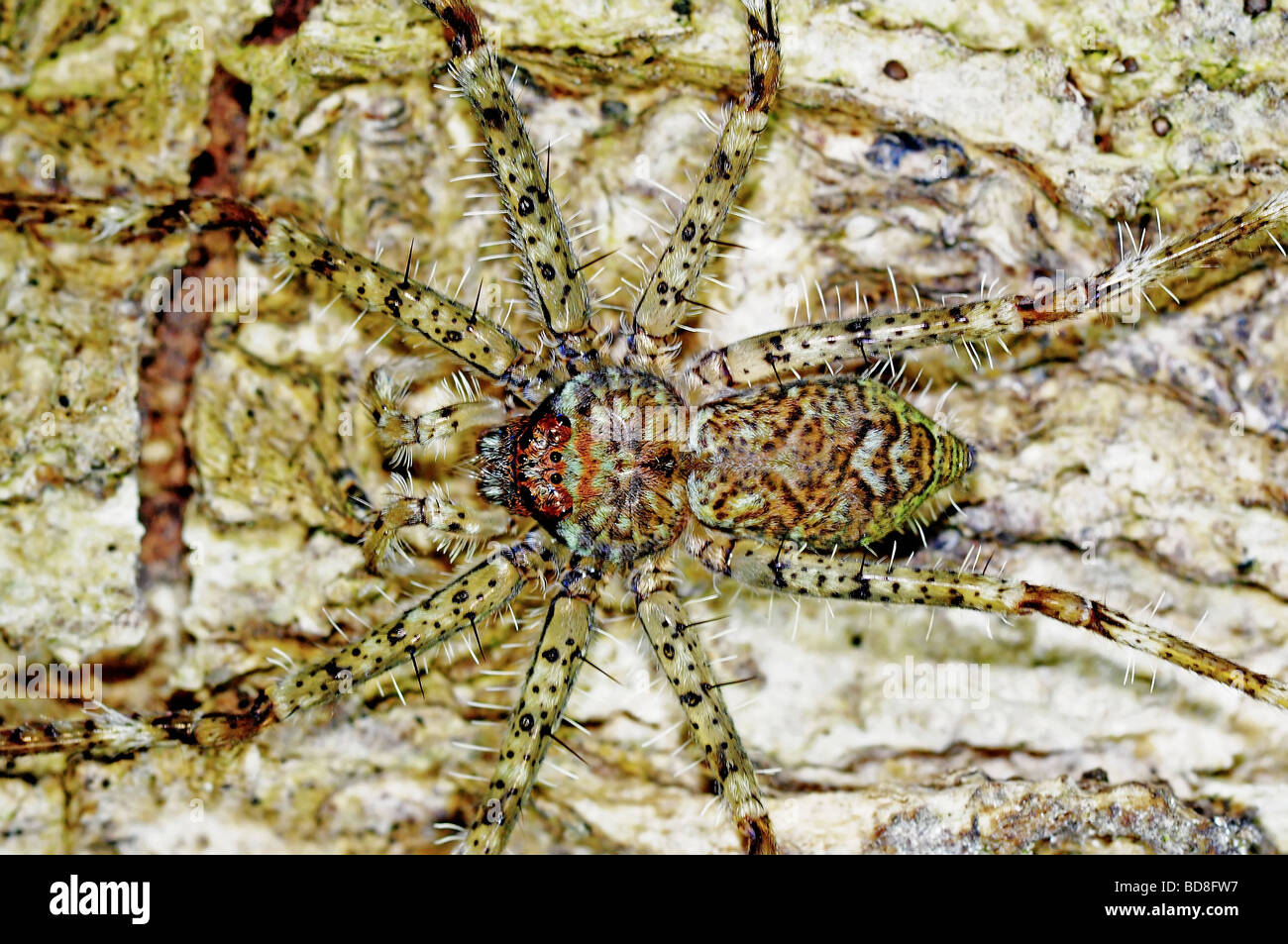 tree spider and trunk in the parks Stock Photo - Alamy