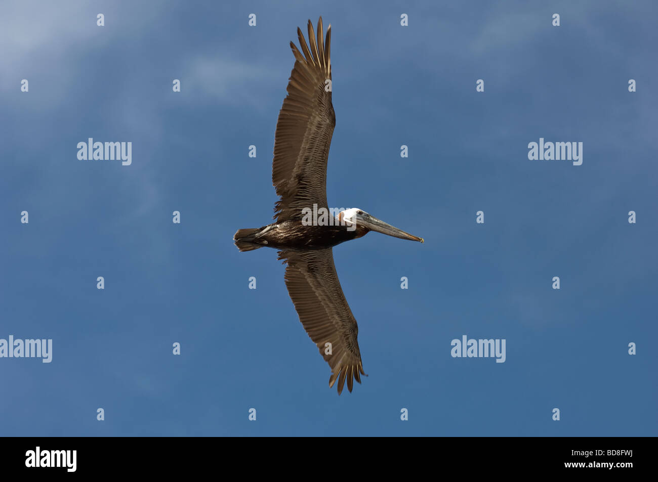 Brown pelican flying Stock Photo - Alamy