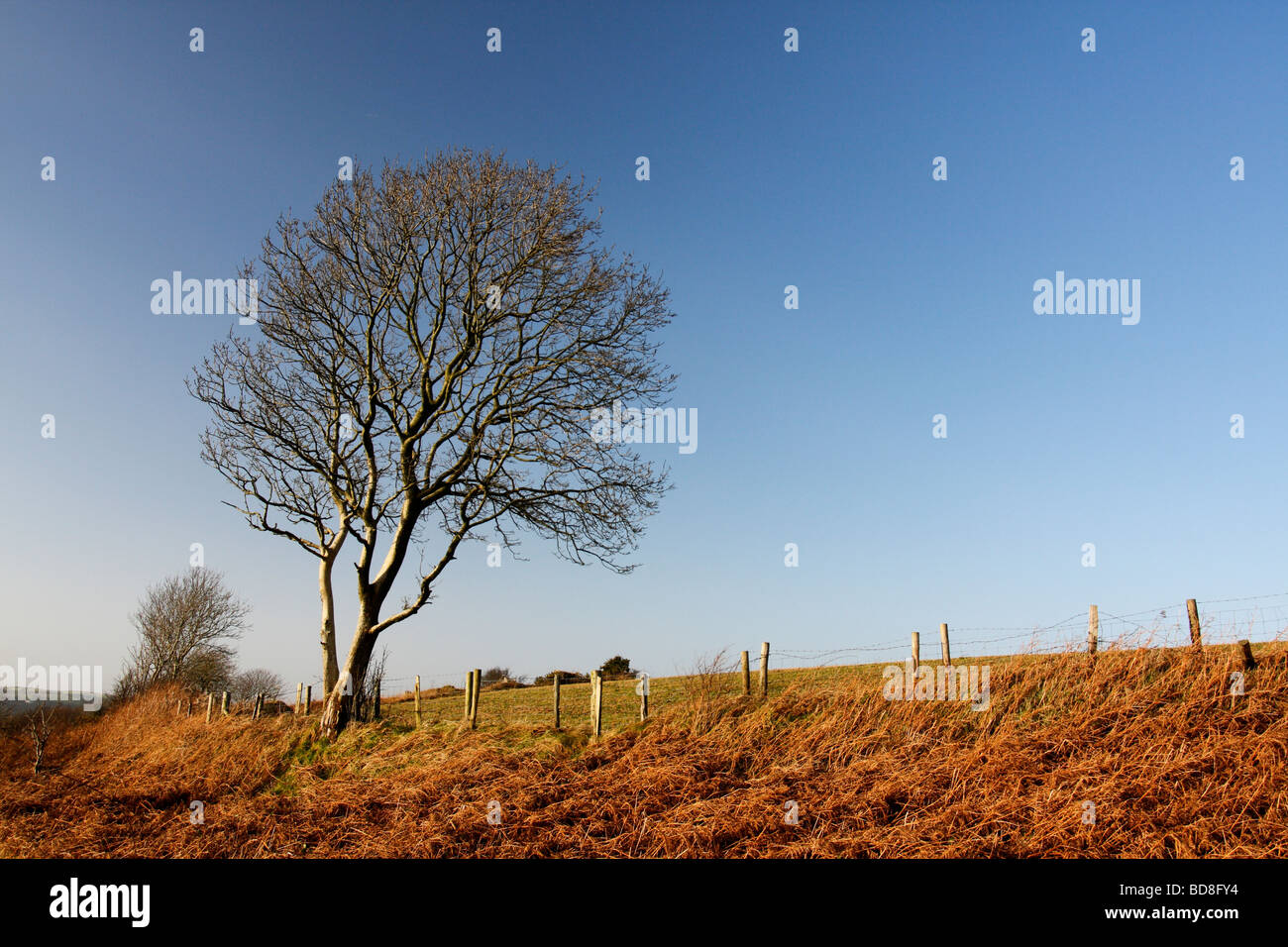 ASH TREE, Fraxinus excelsior, on an sunny autumn day with a blue sky ...