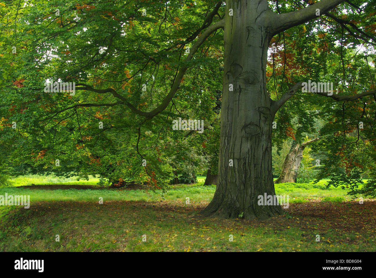 Orange rotbuche hi-res stock photography and images - Alamy