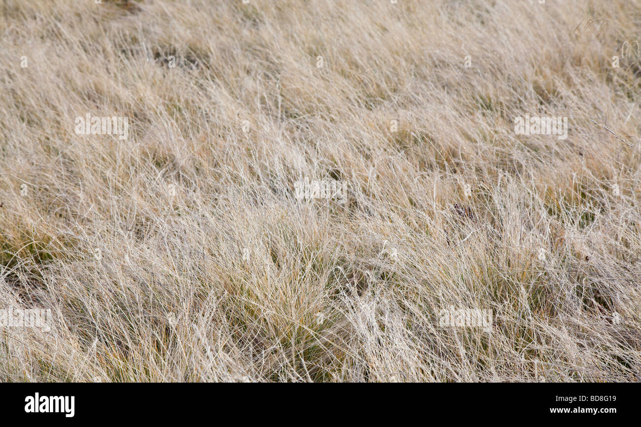 November withered grass (on meadow) background Stock Photo - Alamy