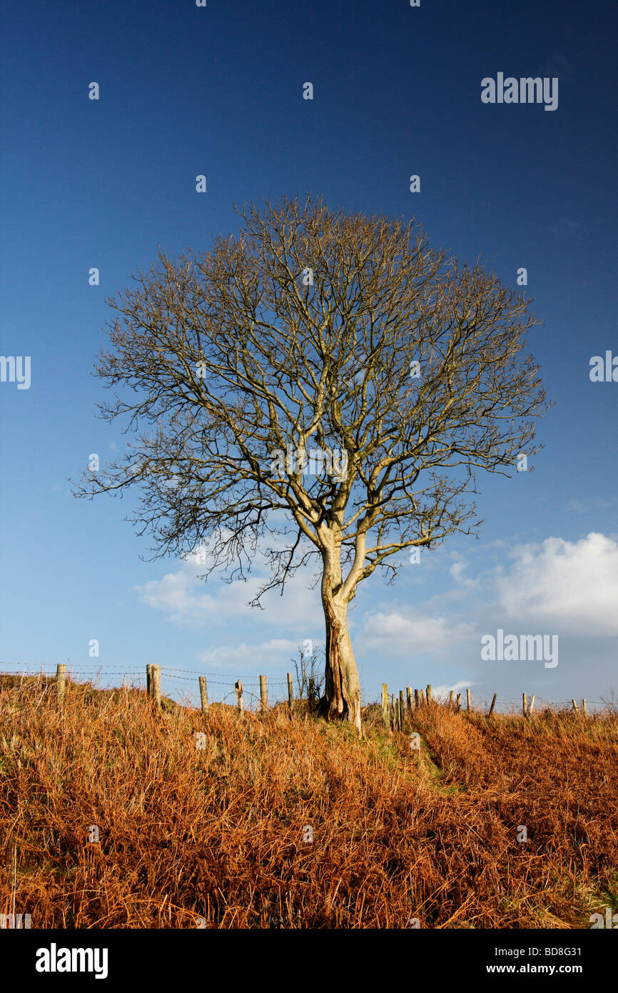 ASH TREE, Fraxinus excelsior, on an sunny autumn day with a blue sky ...