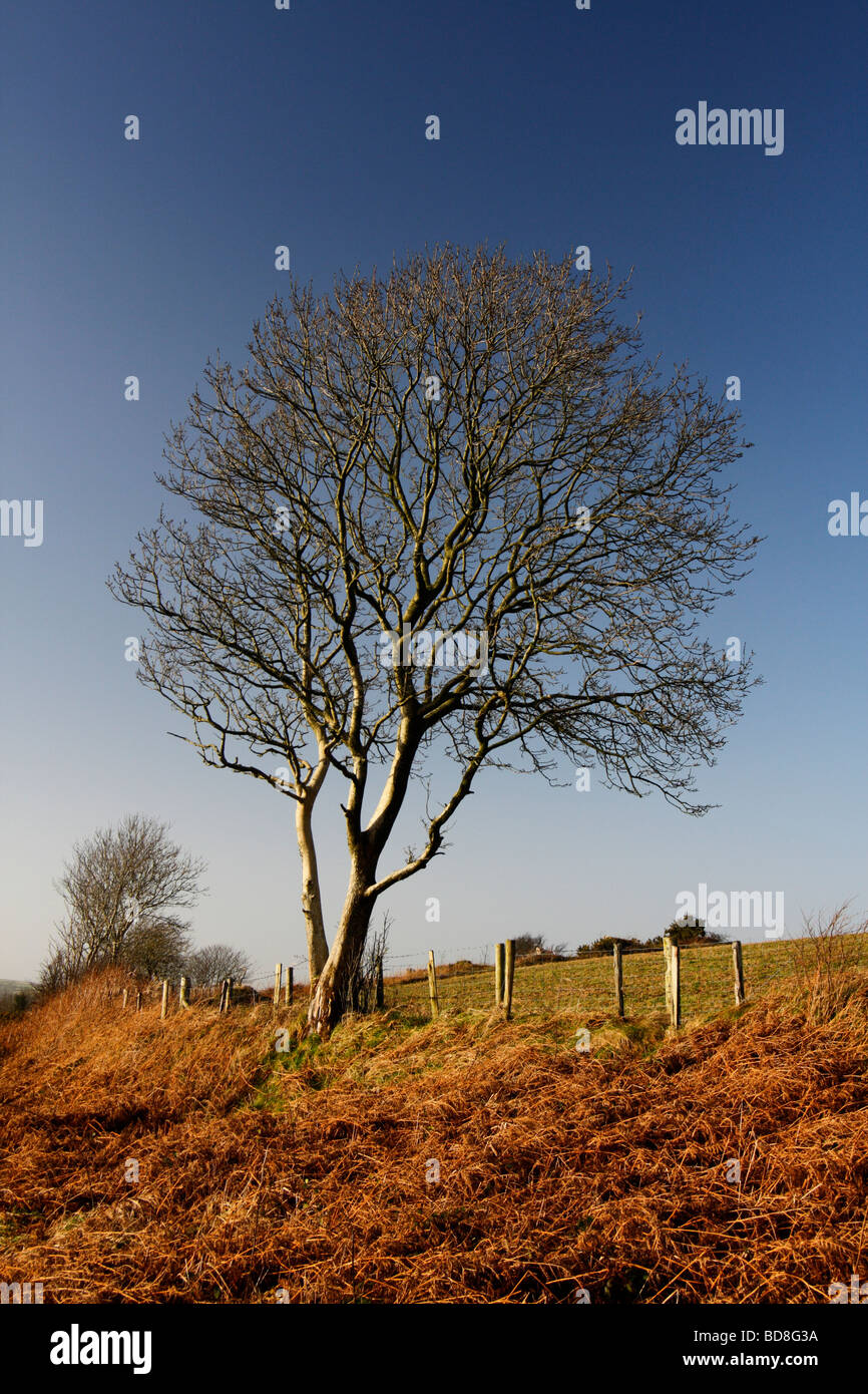 ASH TREE, Fraxinus excelsior, on an sunny autumn day with a blue sky ...