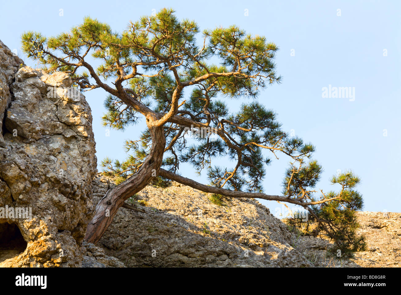 juniper tree on rock on sky background ("Novyj Svit" reserve, Crimea ...