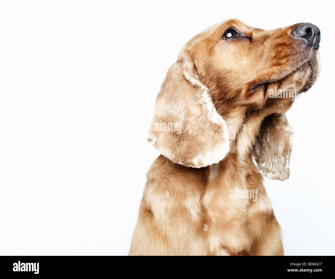 Praise dog hi-res stock photography and images - Alamy