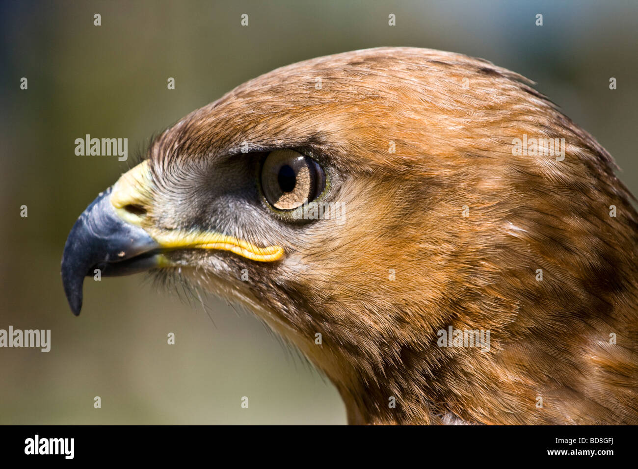 The Yellow-billed Kite Milvus aegyptius is a bird of prey Stock Photo ...