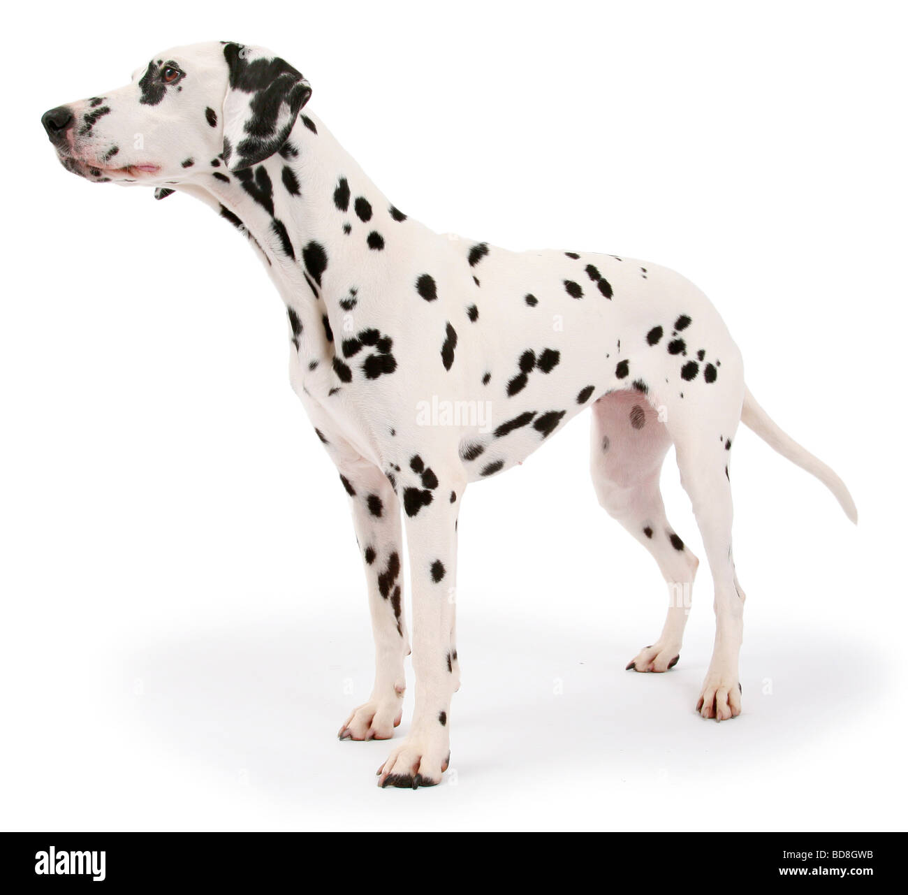 Dot dalmatian dog animal Cut Out Stock Images & Pictures - Alamy