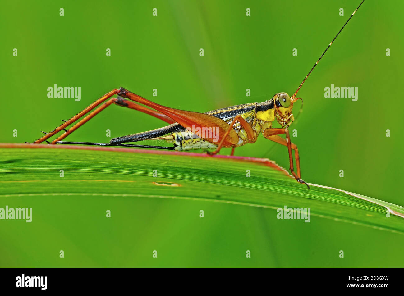 Cricket insect hi-res stock photography and images - Alamy