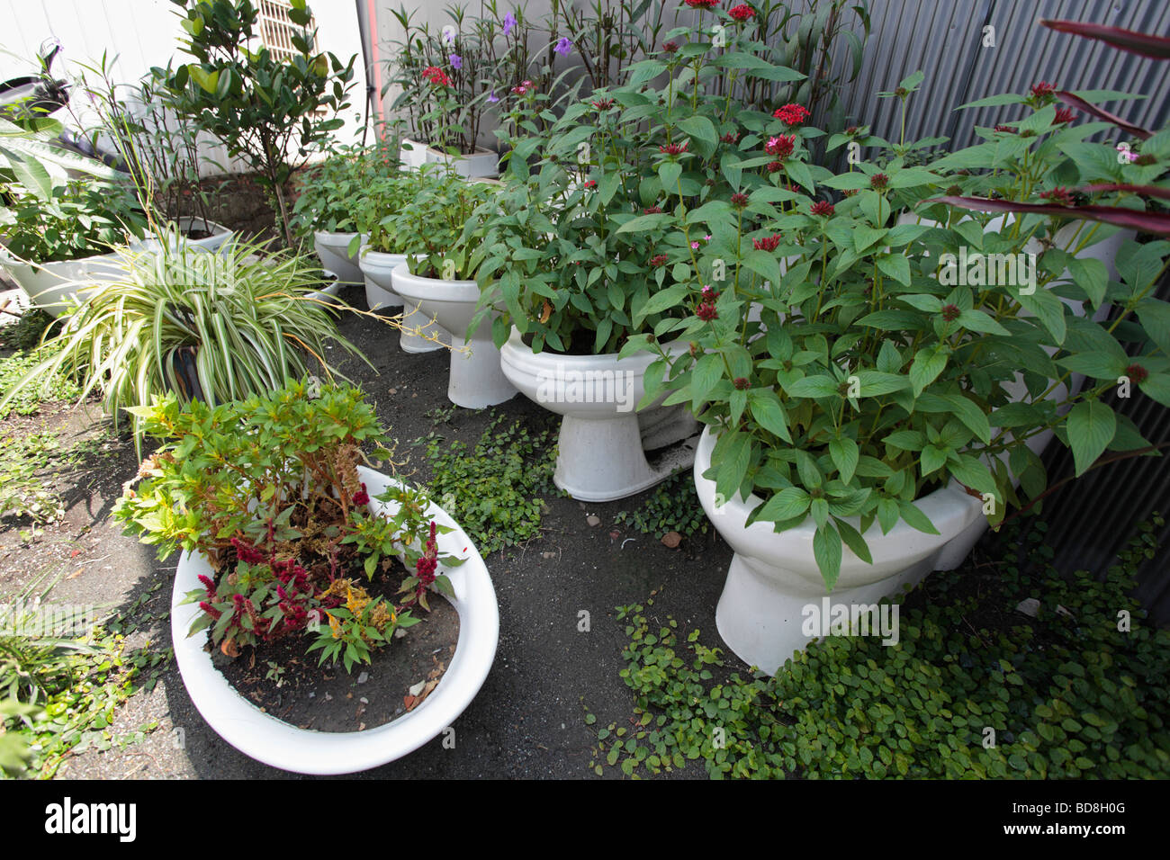 Flowers are plant in stool pots Stock Photo - Alamy