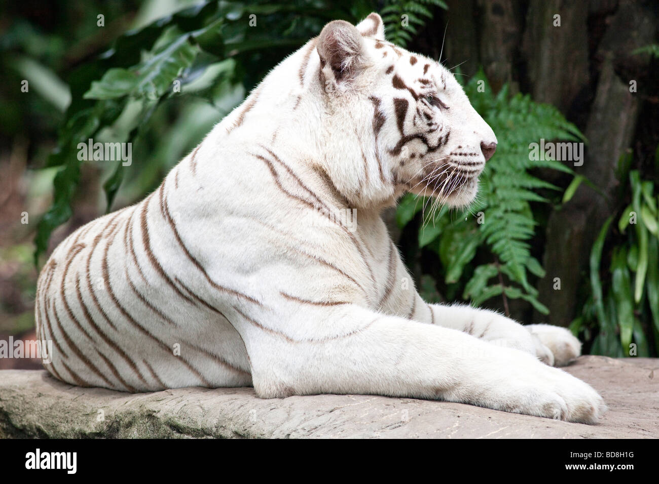 Female white bengal tiger hi-res stock photography and images - Alamy