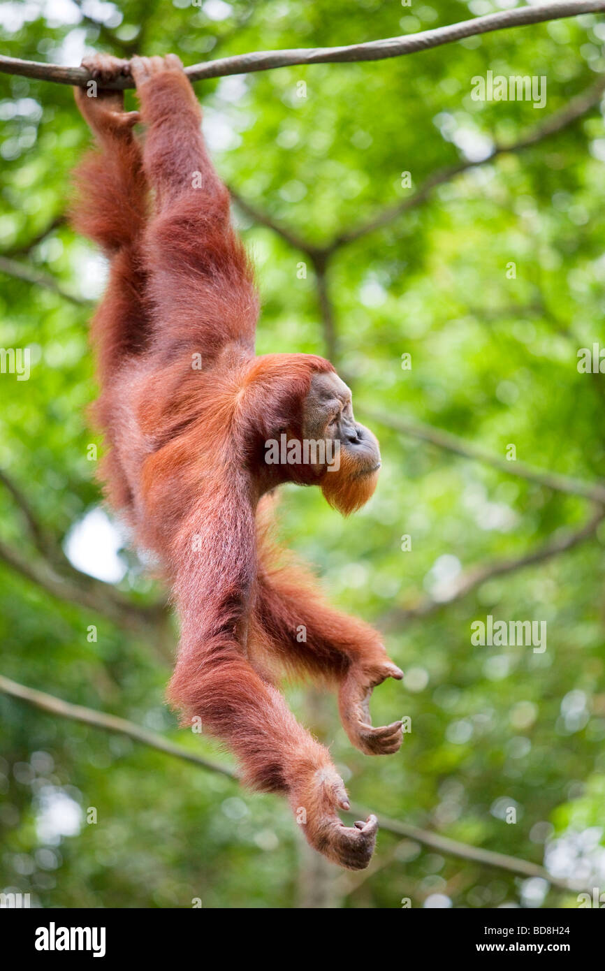 Orangutan hanging upside down hi-res stock photography and images - Alamy