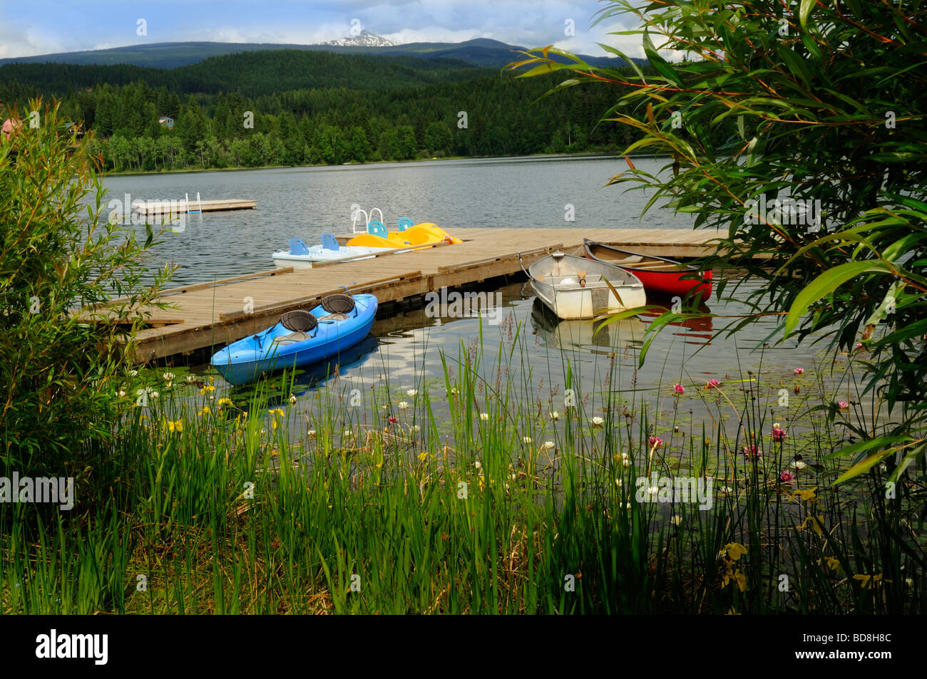 The Waterlilies at the beautiful and tranquil Dutch Lake in Clearwater ...