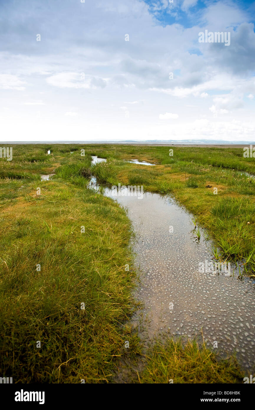 Wetland and salt marsh at Morecambe Bay. UK Stock Photo - Alamy