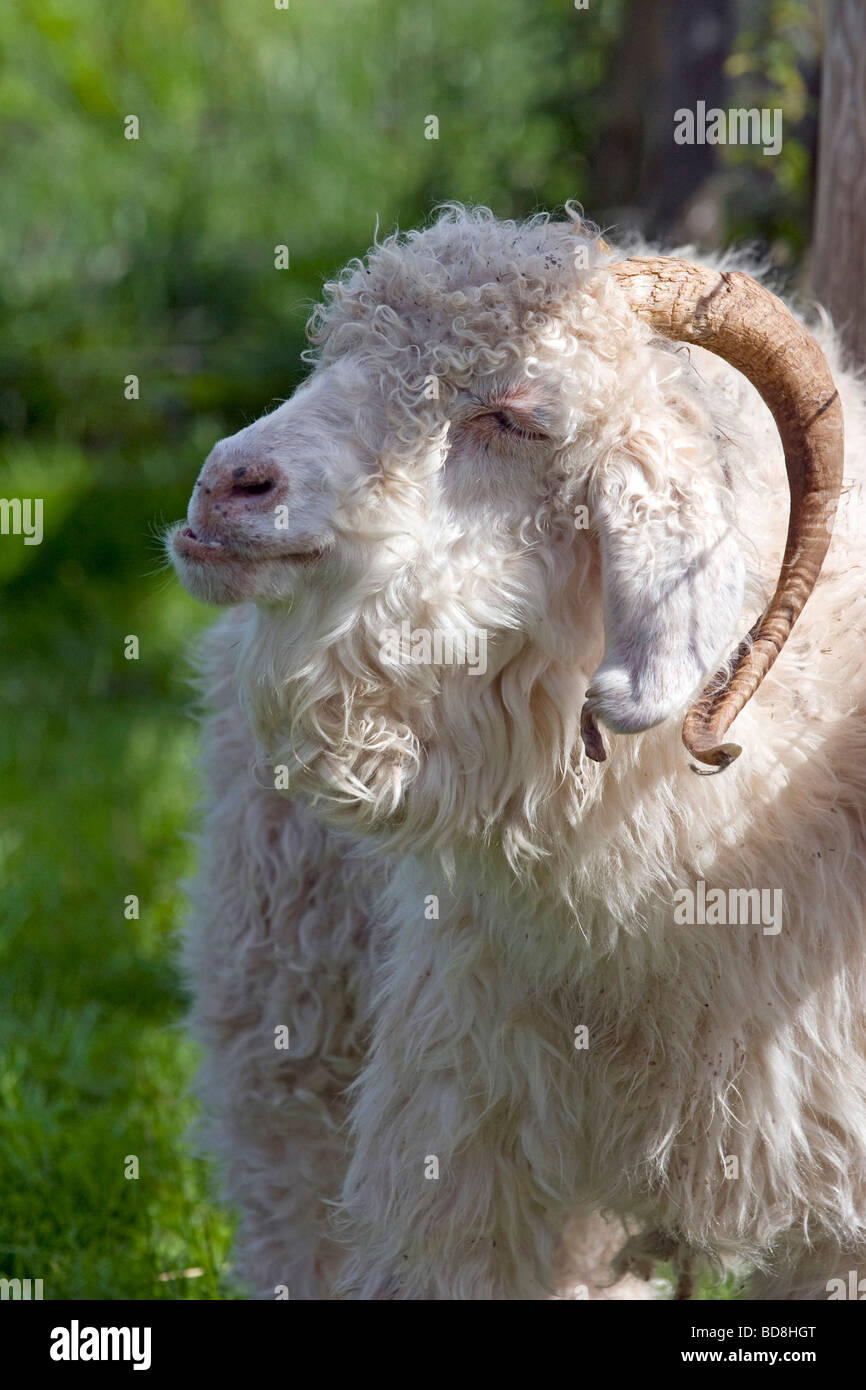 Angora goat hi-res stock photography and images - Alamy