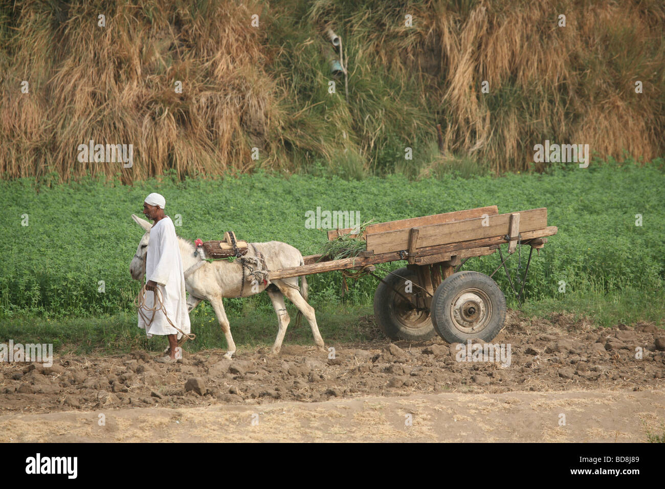 Man walking donkey hi-res stock photography and images - Alamy