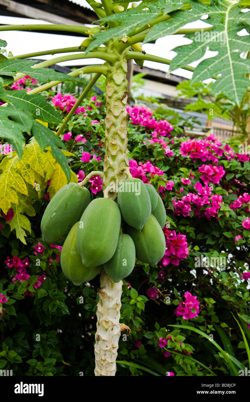 Papaya trunk with immature fruit Stock Photo - Alamy