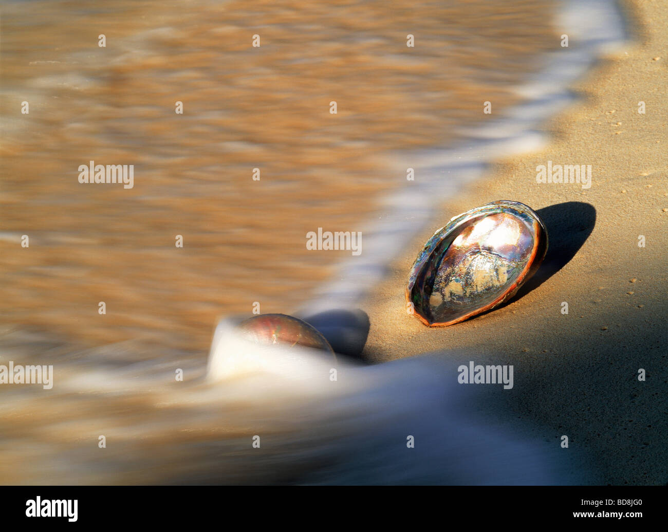 Abalone shell on wave swept sandy shore at sunrise Stock Photo - Alamy