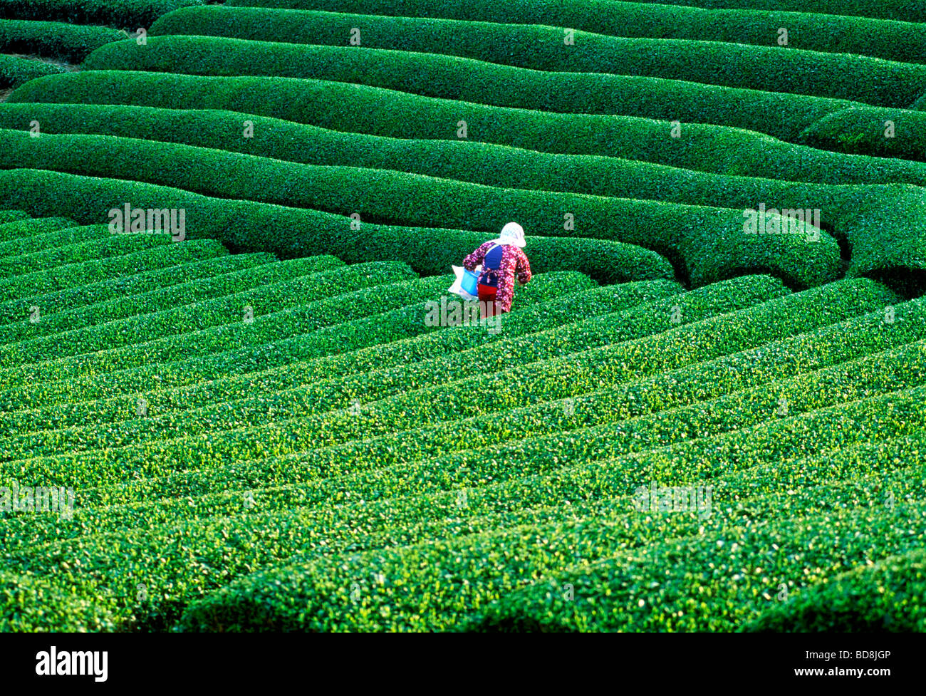 Japanese farm woman hi-res stock photography and images - Alamy