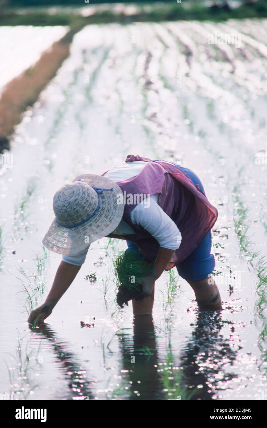Japanese woman standing in family rice paddy planting stalks of rice ...