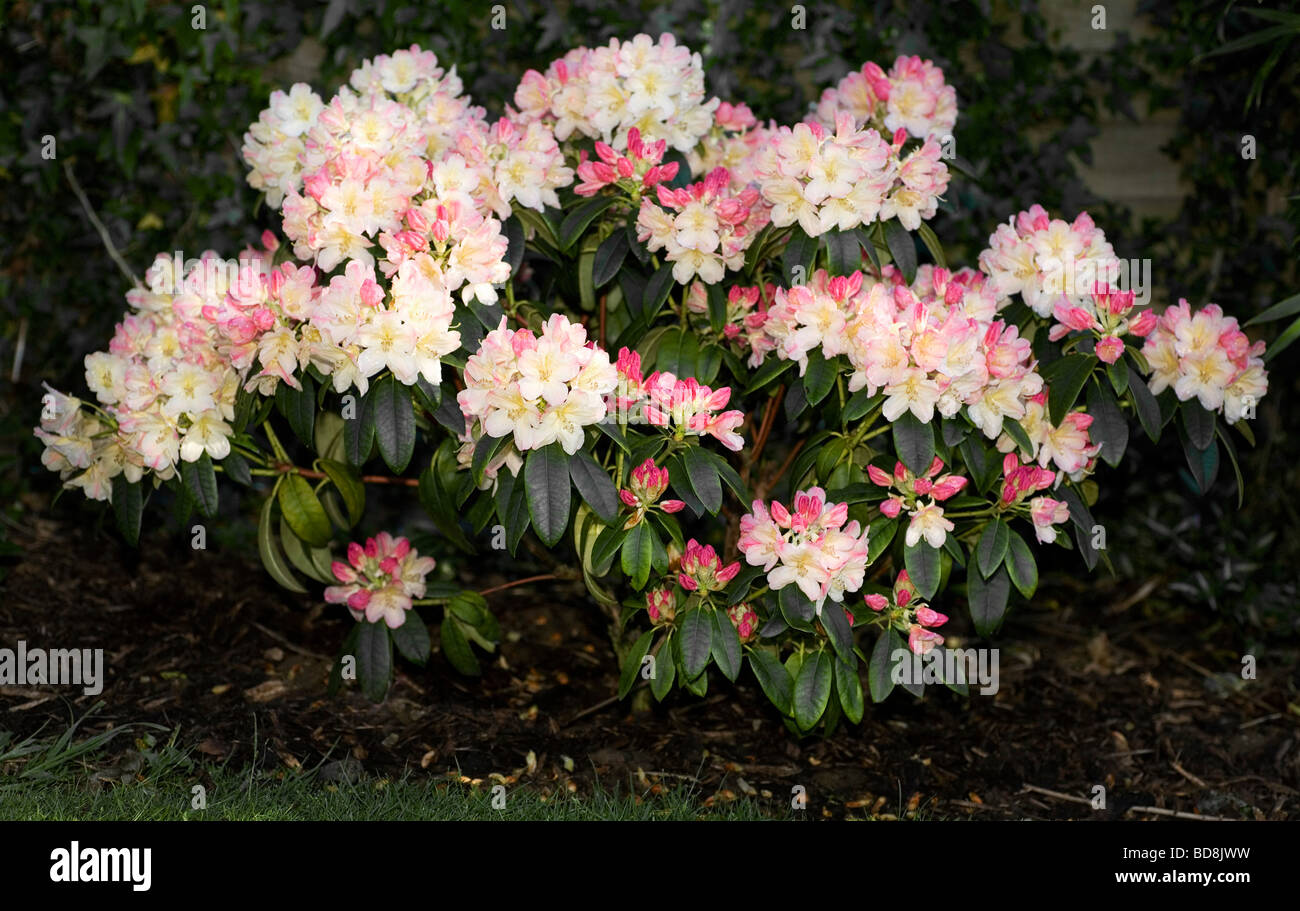 Evergreen perennials hi-res stock photography and images - Alamy