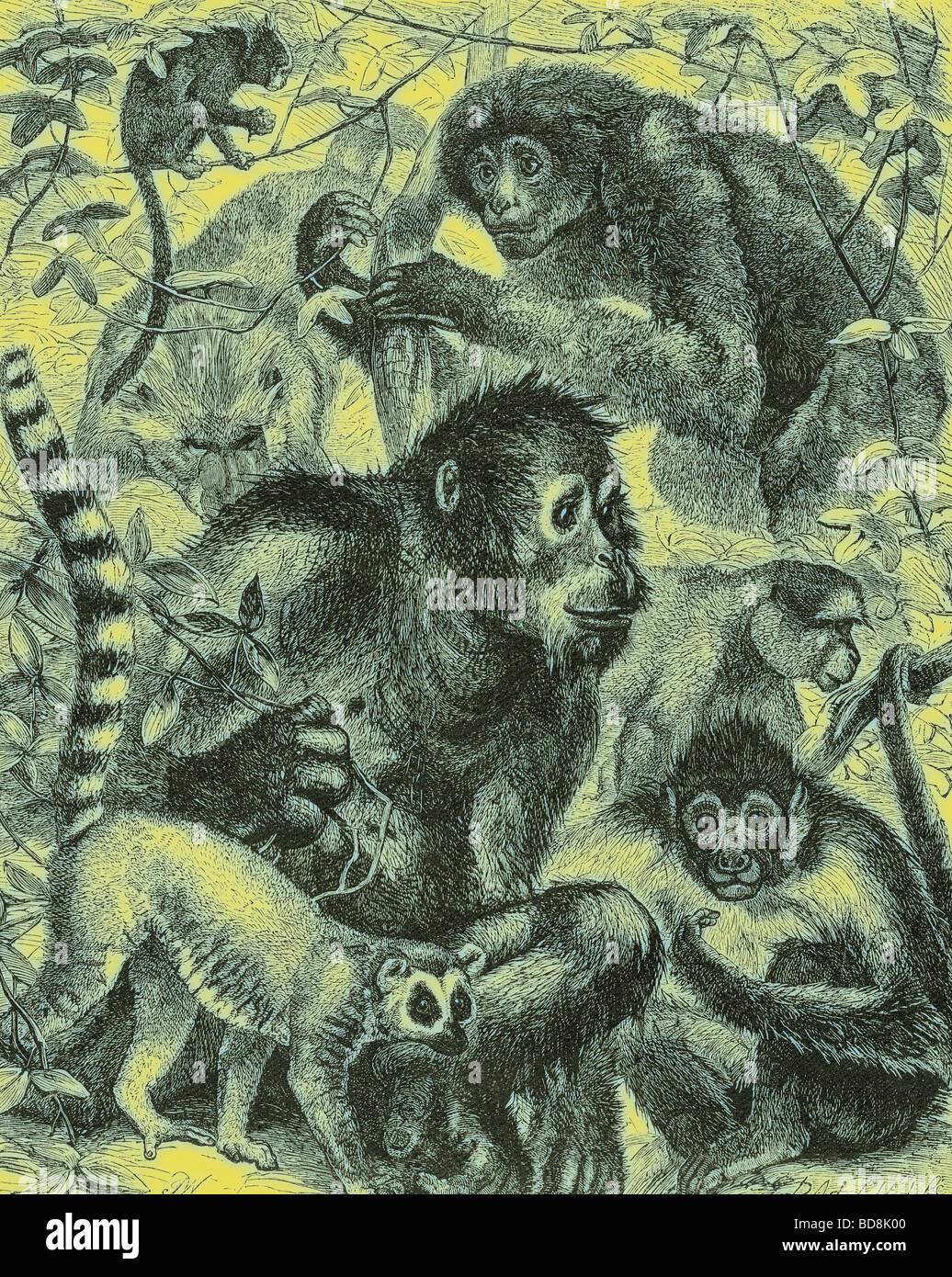 Quarumana The monkey tribe Engraving from J G Wood s Illustrated ...