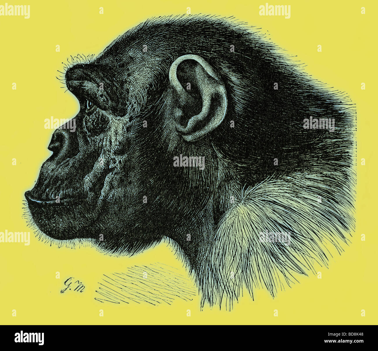 Side view of chimpanzee Mafuka The Royal Natural History ed Richard ...