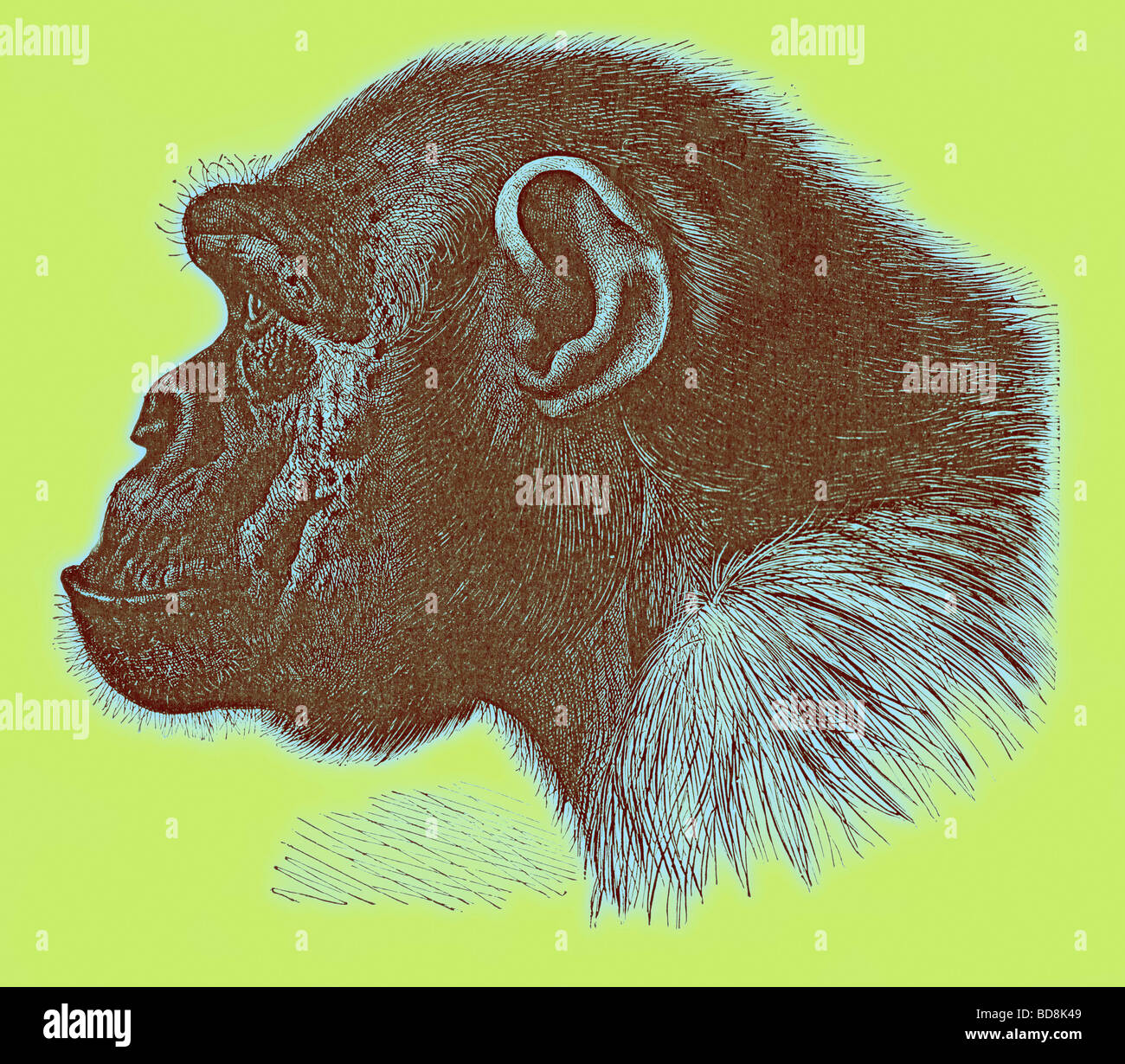 Chimpanzee Head Side View