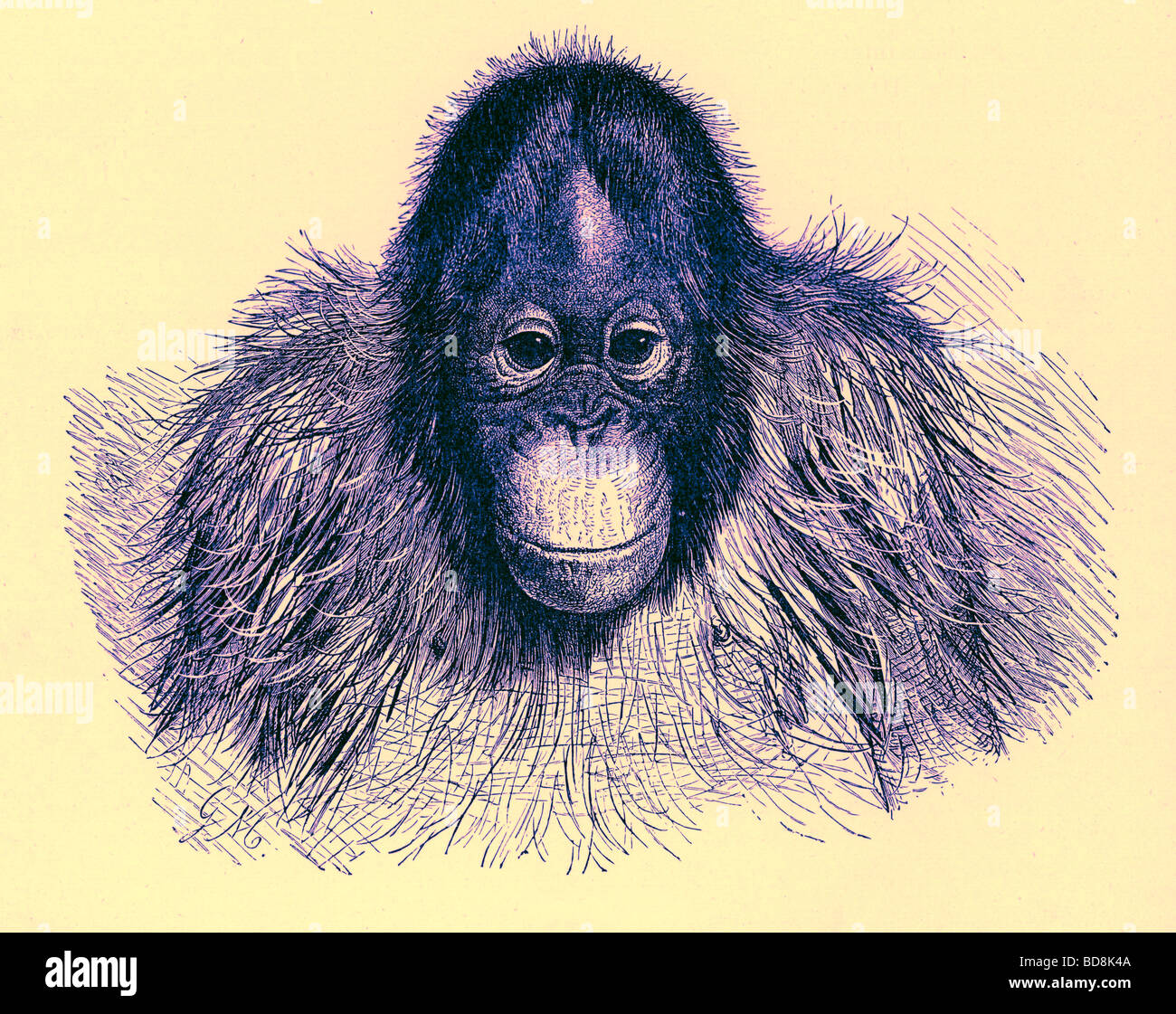 Richard lydekker hi-res stock photography and images - Alamy