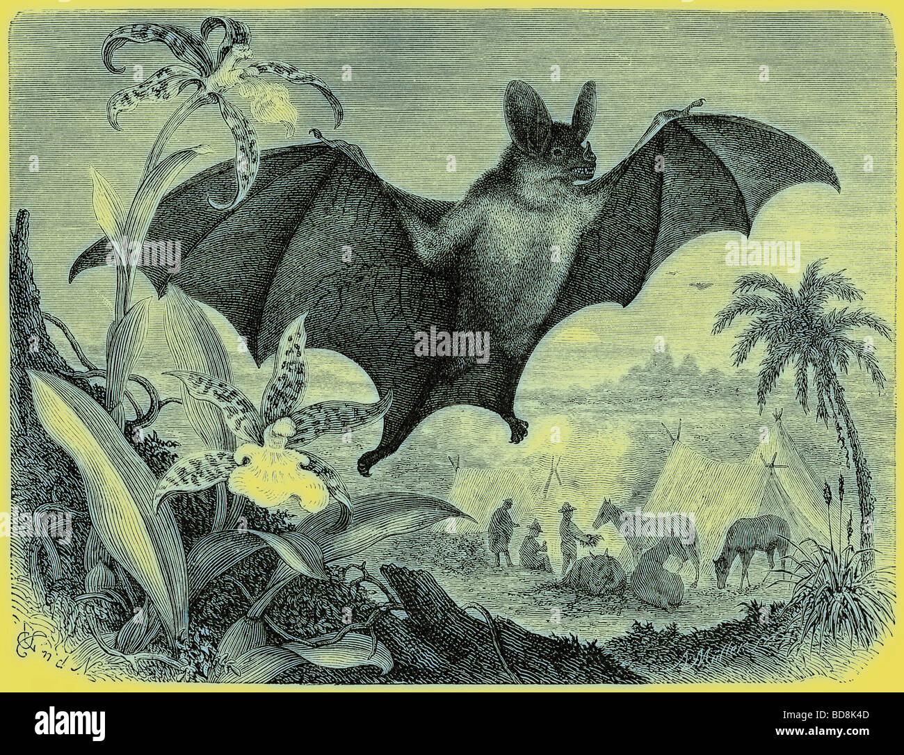 Vampire history hi-res stock photography and images - Alamy