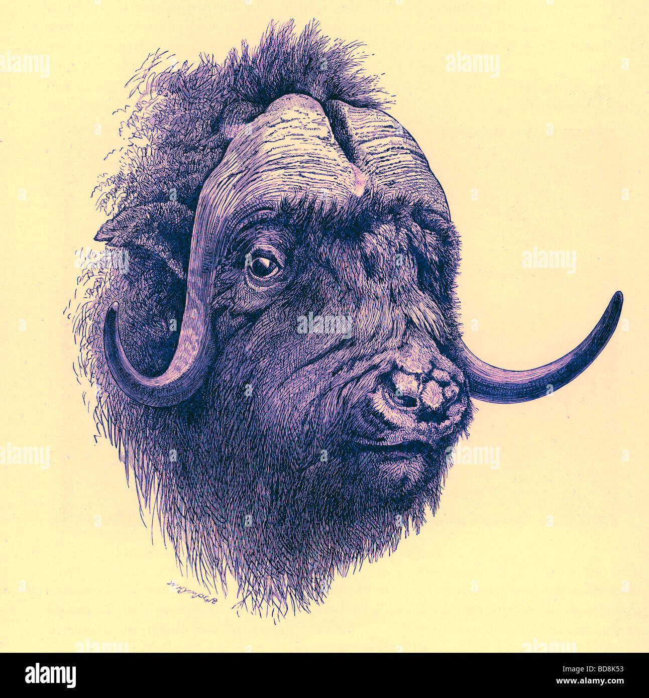Bull head drawing hi-res stock photography and images - Alamy