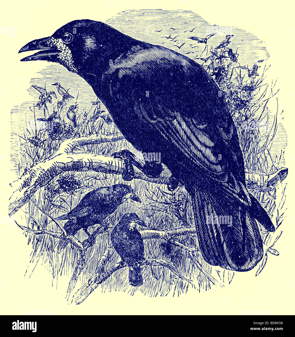 Rook The Royal Natural History ed Richard Lydekker Frederick Warne 1896 ...