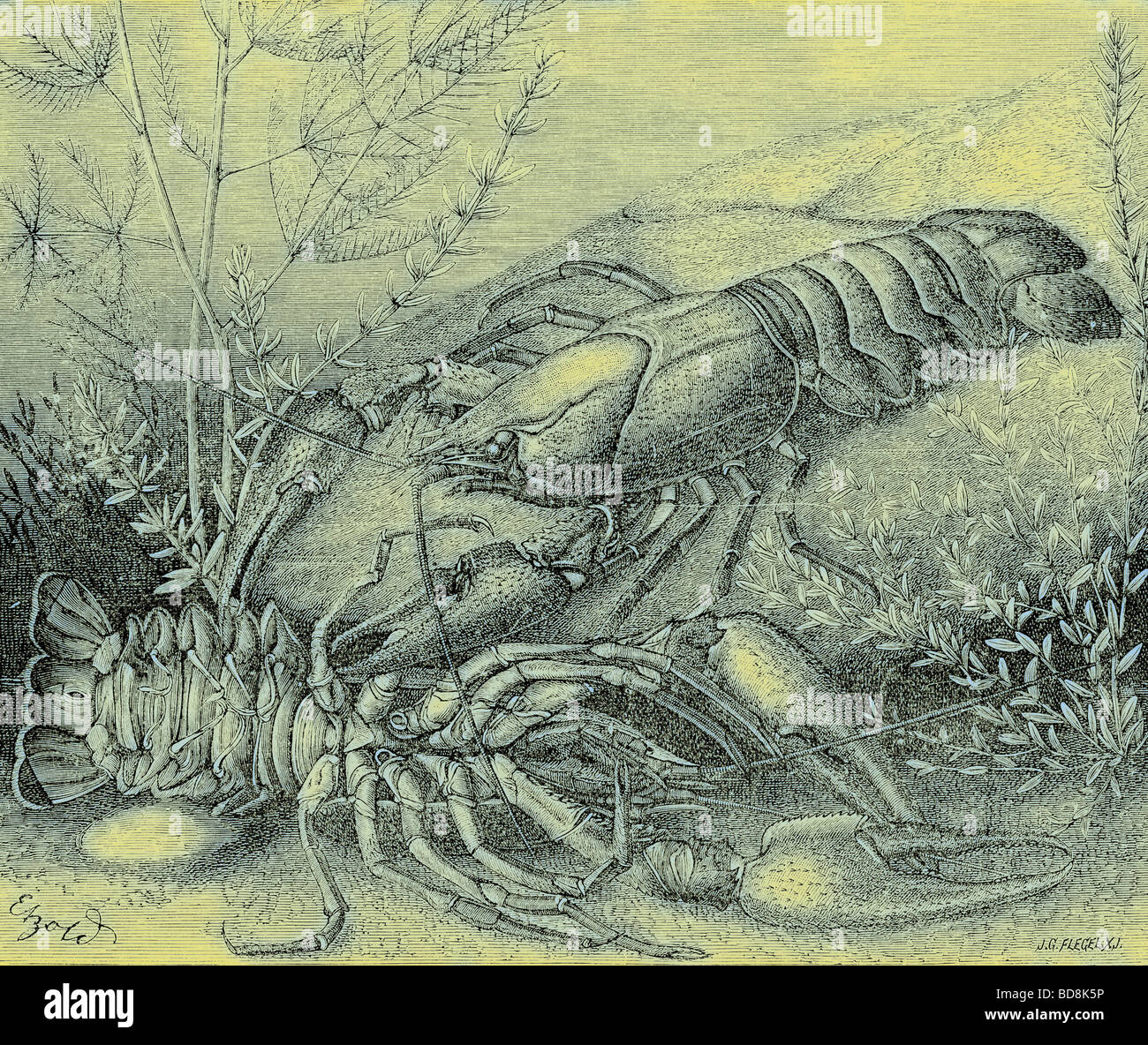 Richard Lydekker High Resolution Stock Photography and Images - Alamy