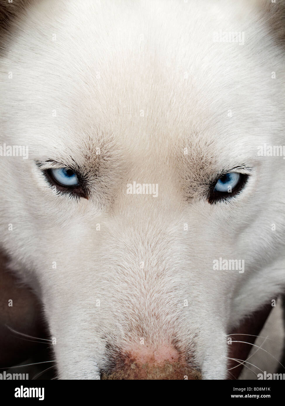 White Siberian Husky close up Stock Photo - Alamy