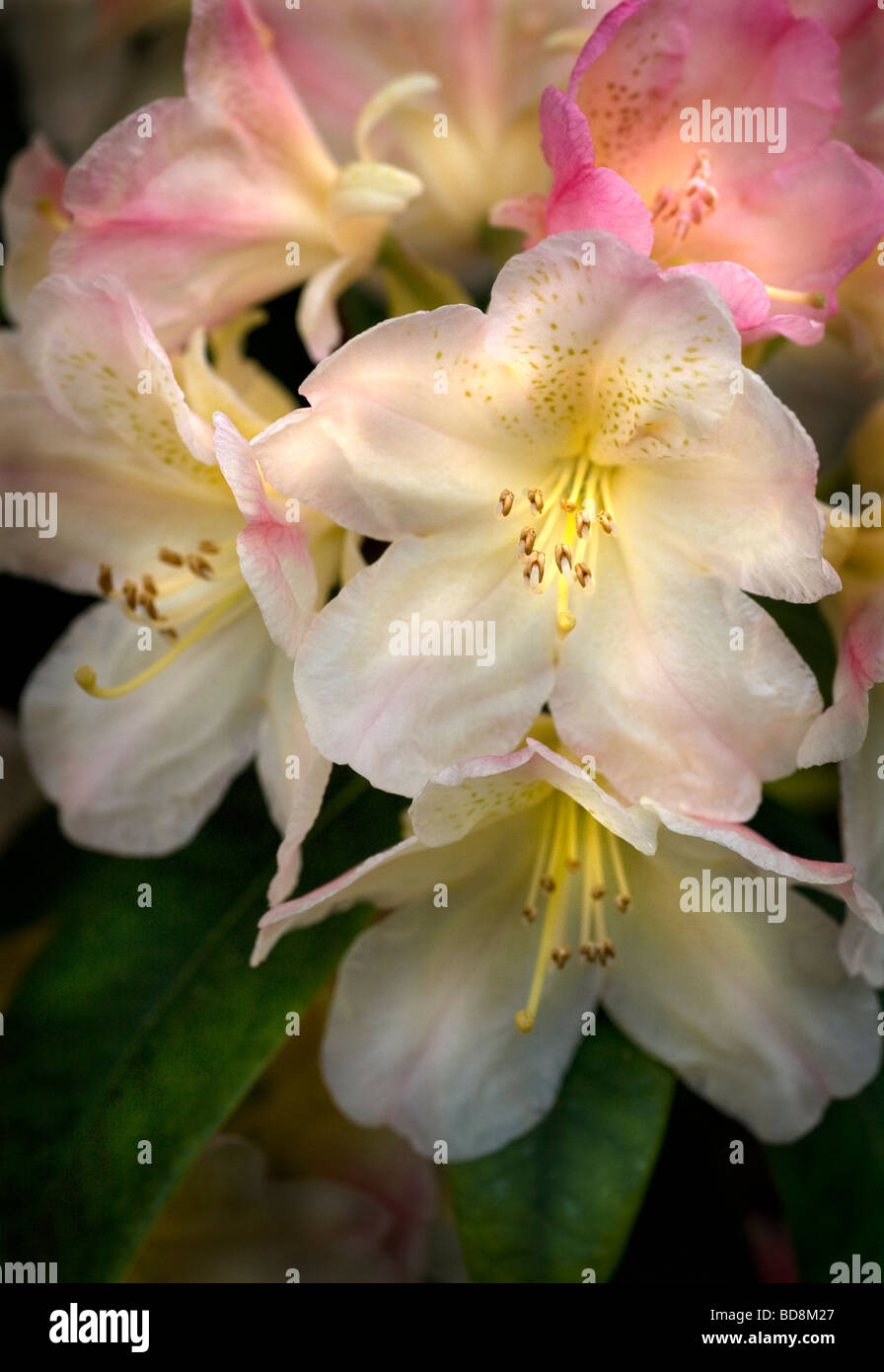 Perennials shrubs hi-res stock photography and images - Alamy