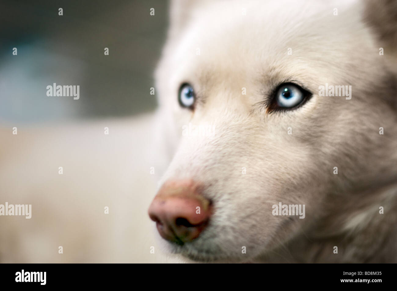 White Siberian Husky -close up Stock Photo - Alamy