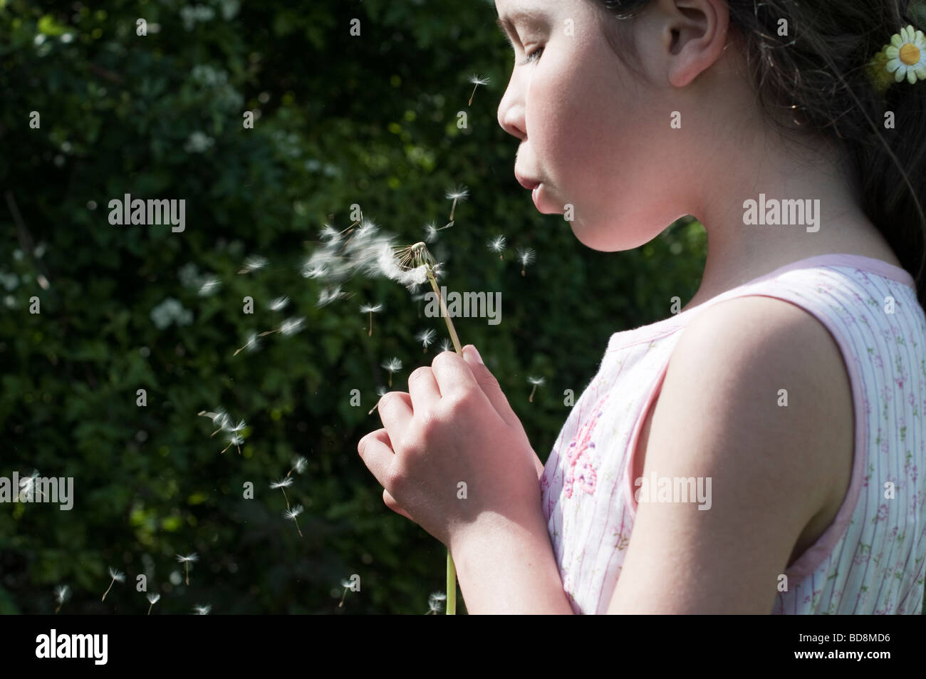 Child blowing dandelion Stock Photo - Alamy