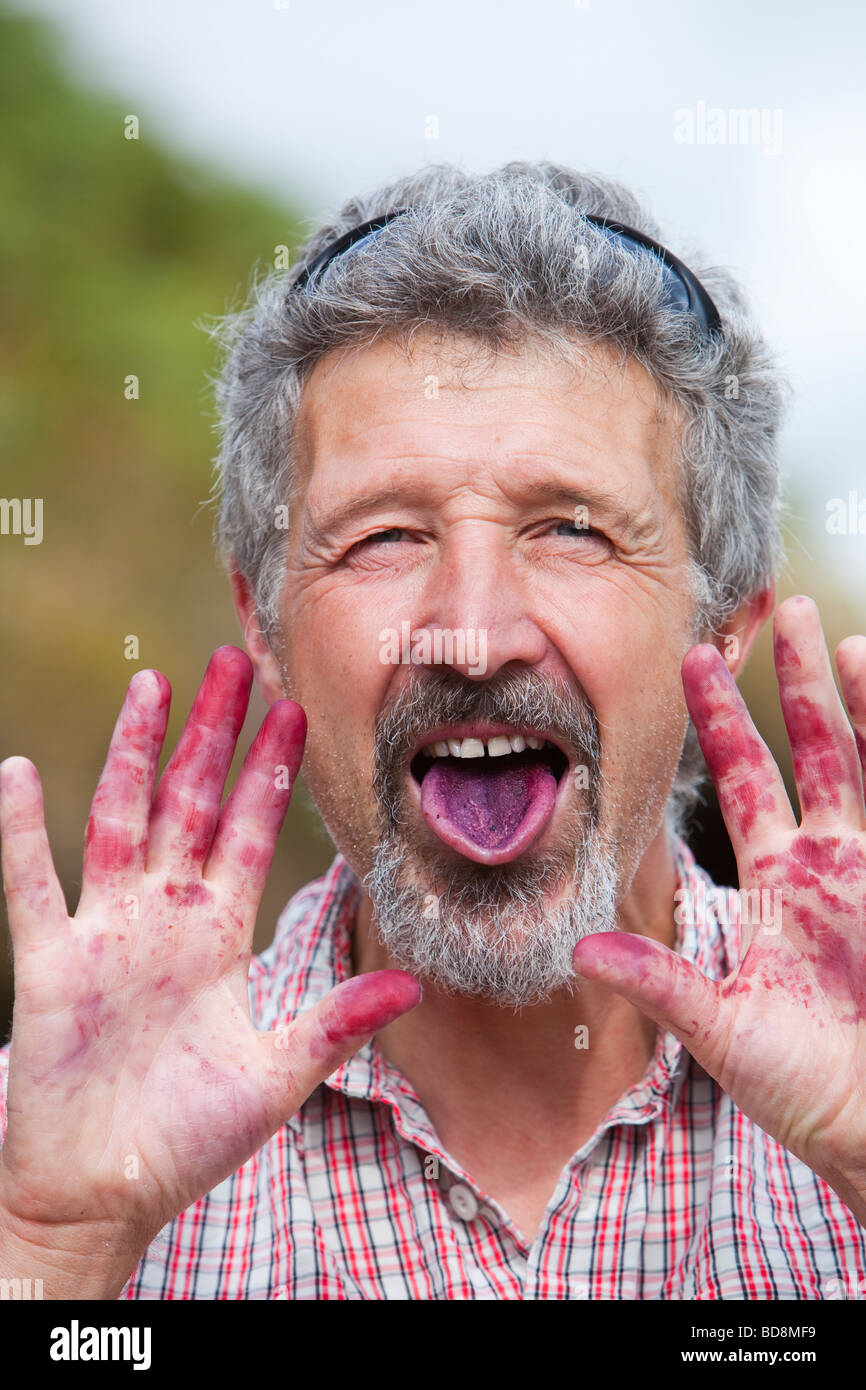 A man with purple tongue and hands from picking and eating Bilberries ...