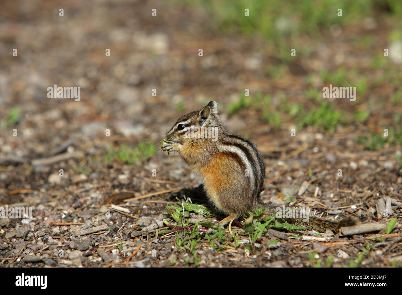 Chipmunk sitting hi-res stock photography and images - Alamy