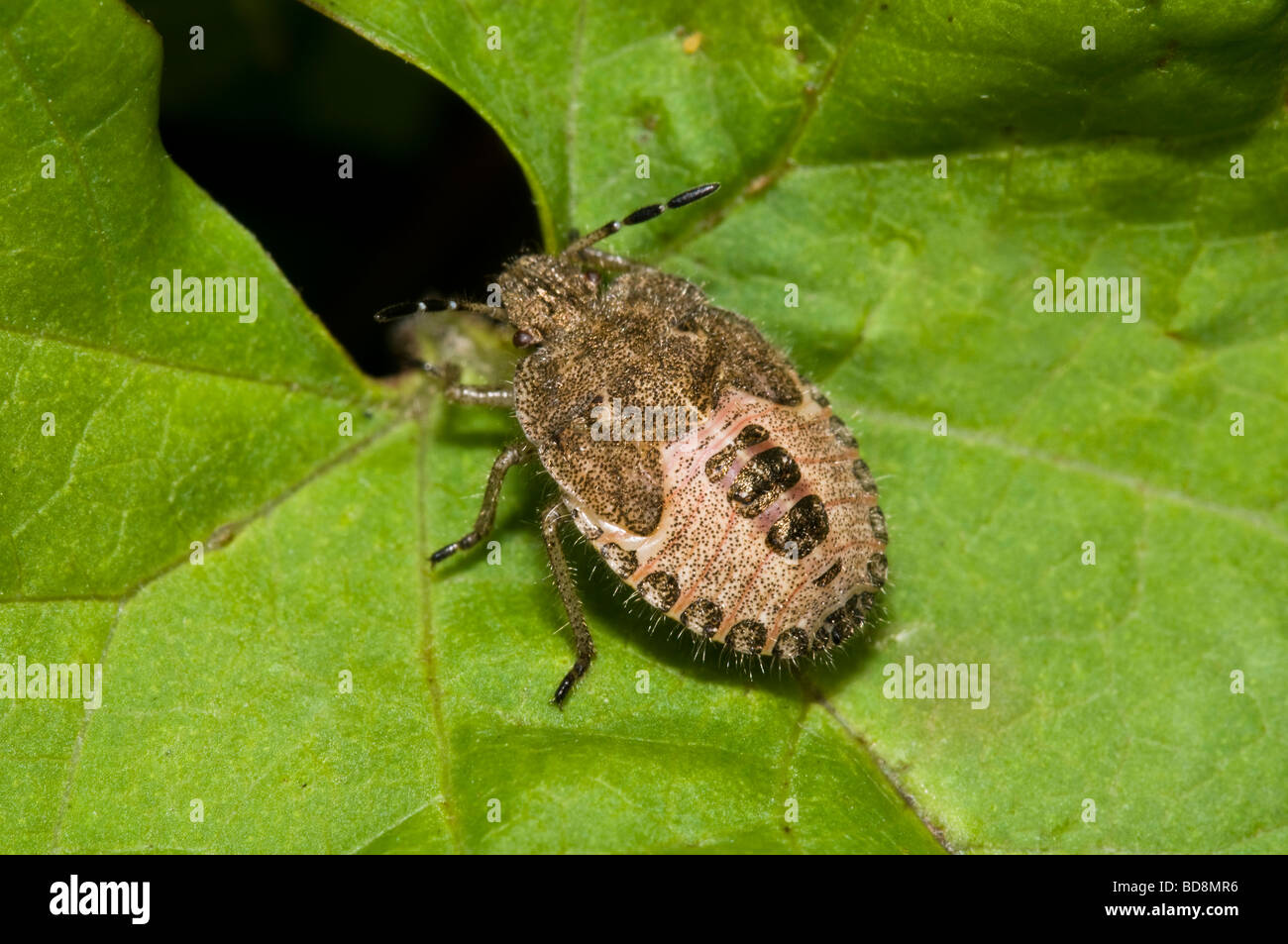 Sloe Bug Stock Photos & Sloe Bug Stock Images - Alamy