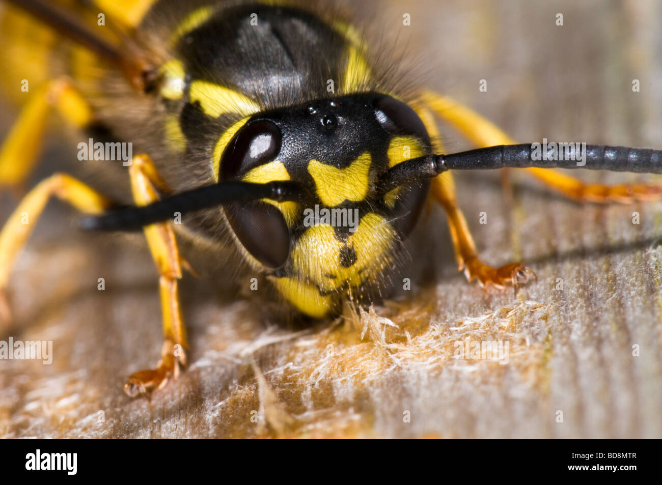 German wasp making paper Stock Photo - Alamy