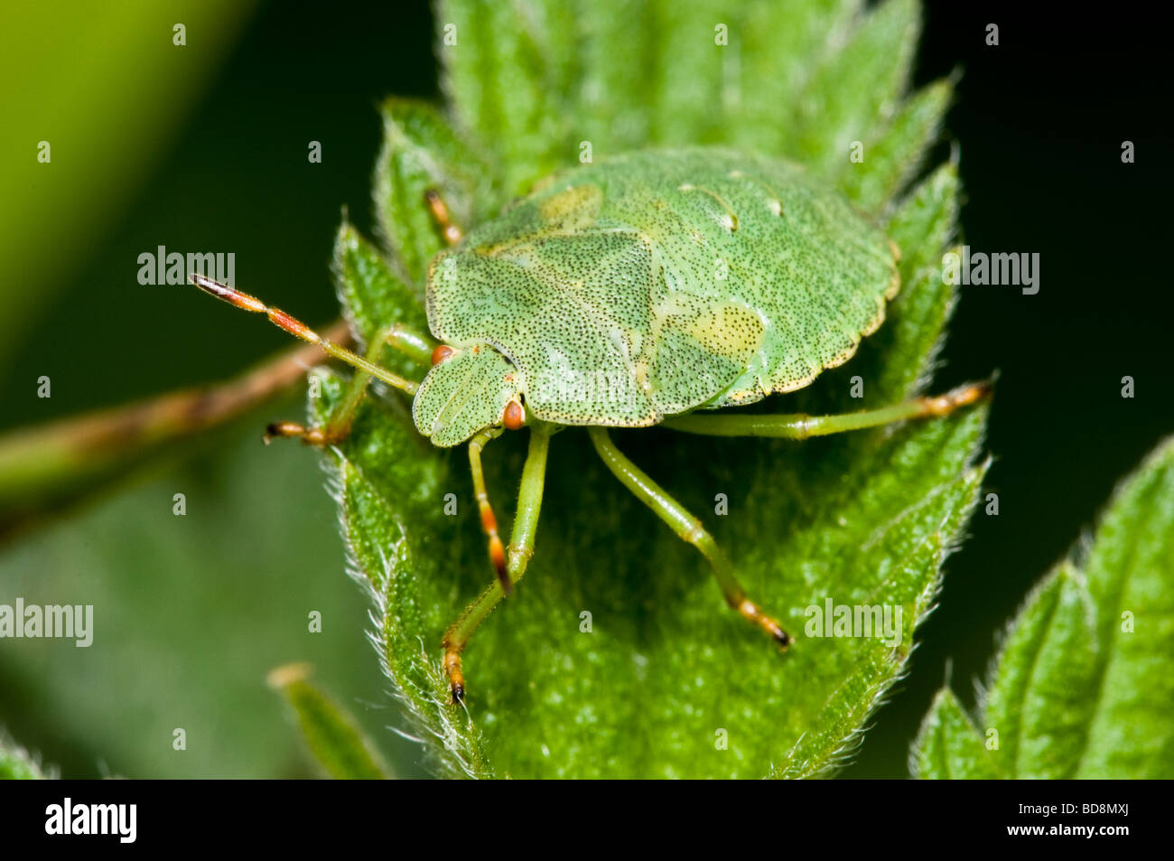 Green Shield Bug Stock Photo - Alamy