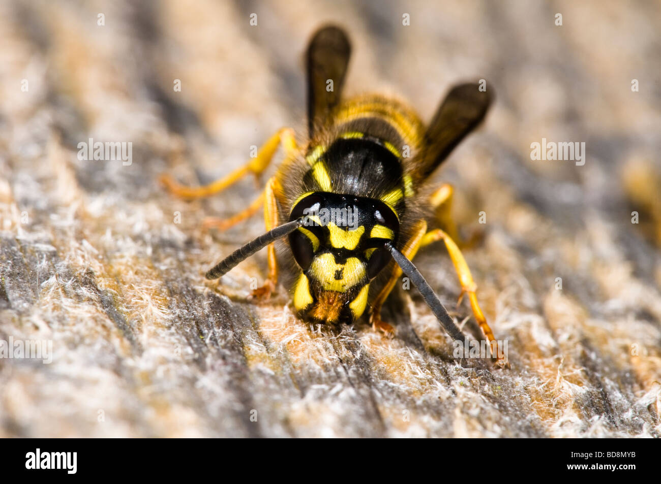 German wasp making paper Stock Photo - Alamy