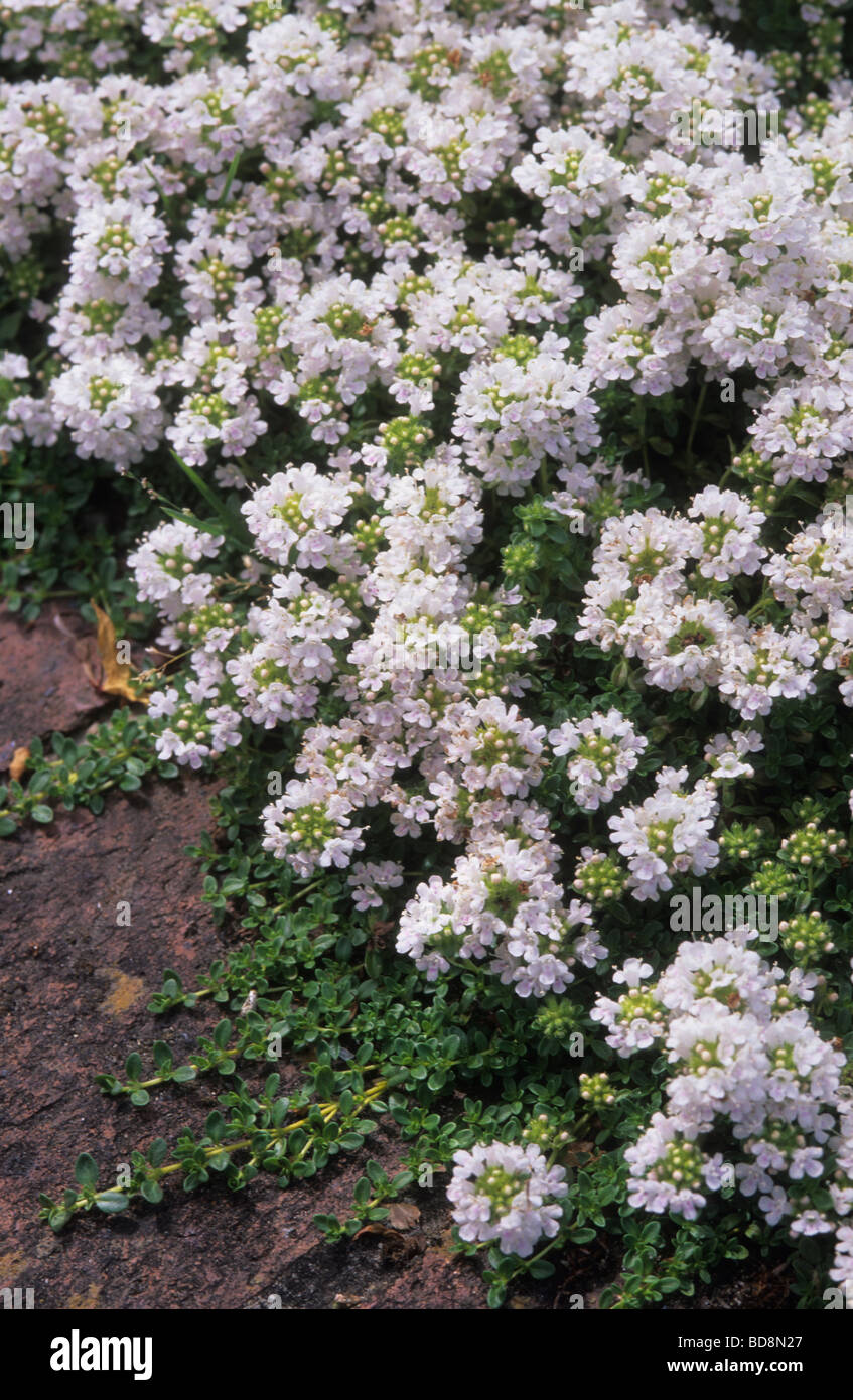 Thymus serphyllum Snowdrift thyme Stock Photo - Alamy