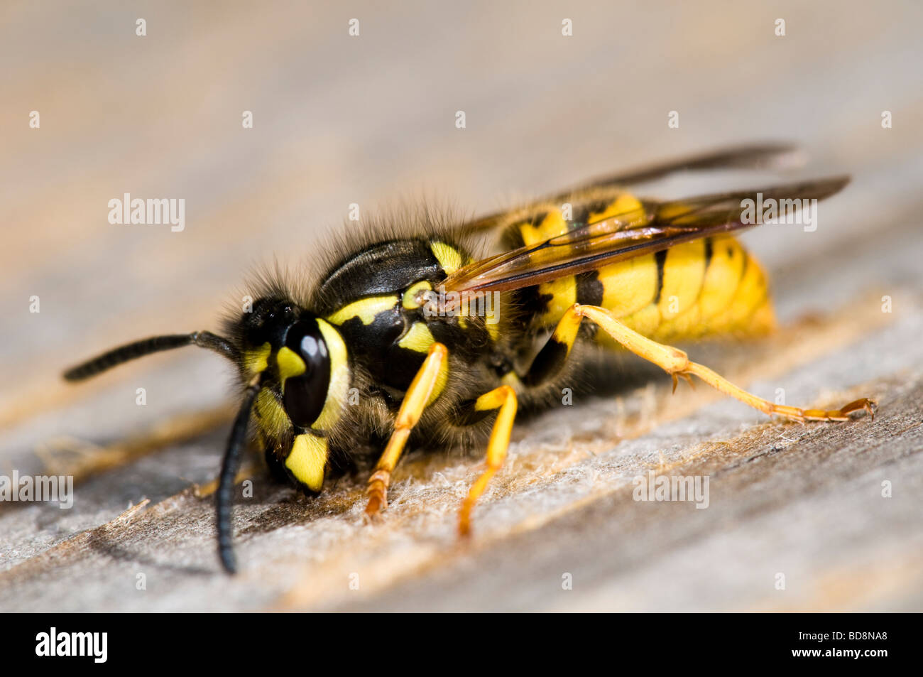 German wasp making paper Stock Photo - Alamy