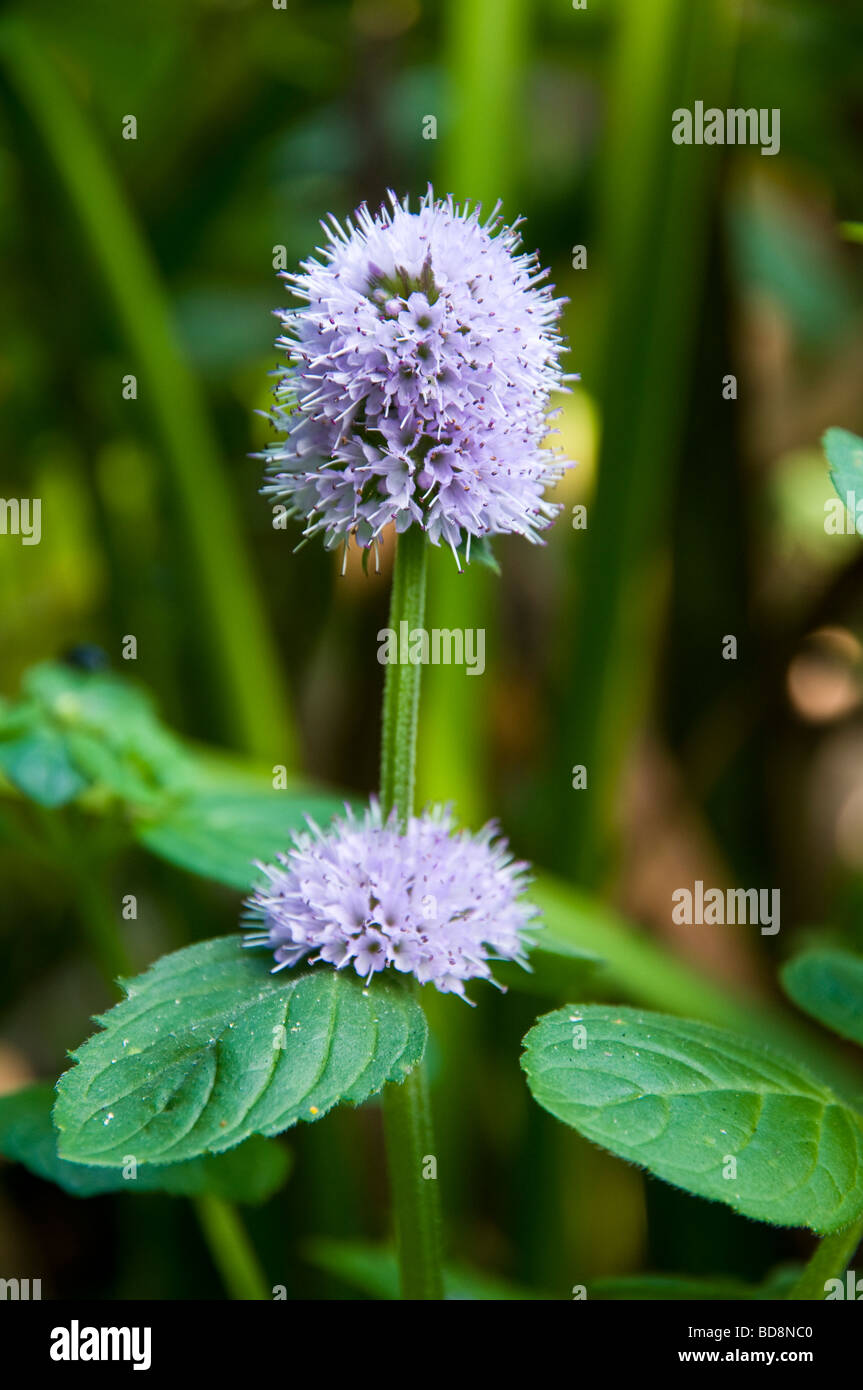 Water mint hi-res stock photography and images - Alamy